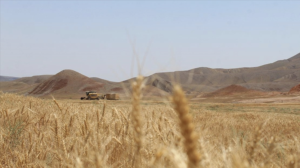 Türkiye'nin hasat sezonuna kadar yeterli buğdayı bulunuyor
