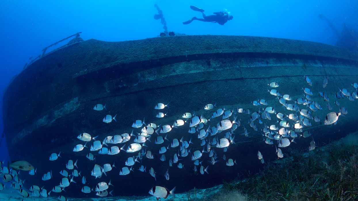 Bodrum'un su altı dünyasında tarih ve doğal yaşam bir arada görüntülendi